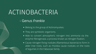 ACTINOBACTERIA-GRP1112.pdf