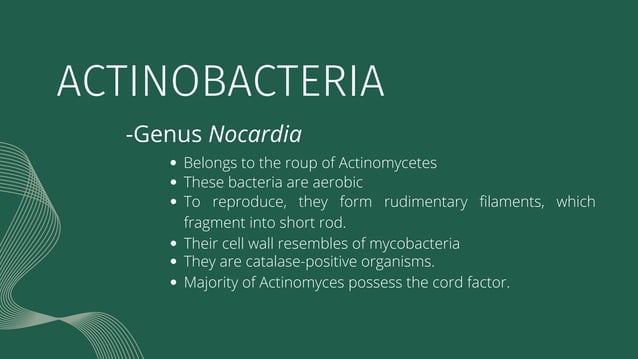 ACTINOBACTERIA-GRP1112.pdf | Gardening | Home & Garden