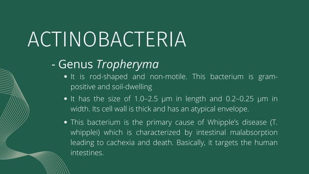 ACTINOBACTERIA-GRP1112.pdf | Gardening | Home & Garden