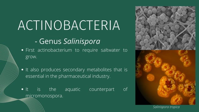 ACTINOBACTERIA-GRP1112.pdf | Gardening | Home & Garden