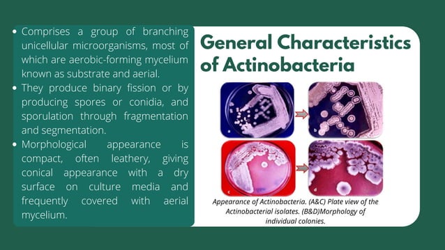 ACTINOBACTERIA-GRP1112.pdf | Gardening | Home & Garden