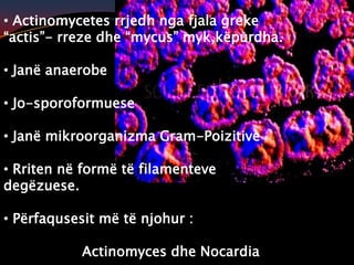 Actinomyces | PPT