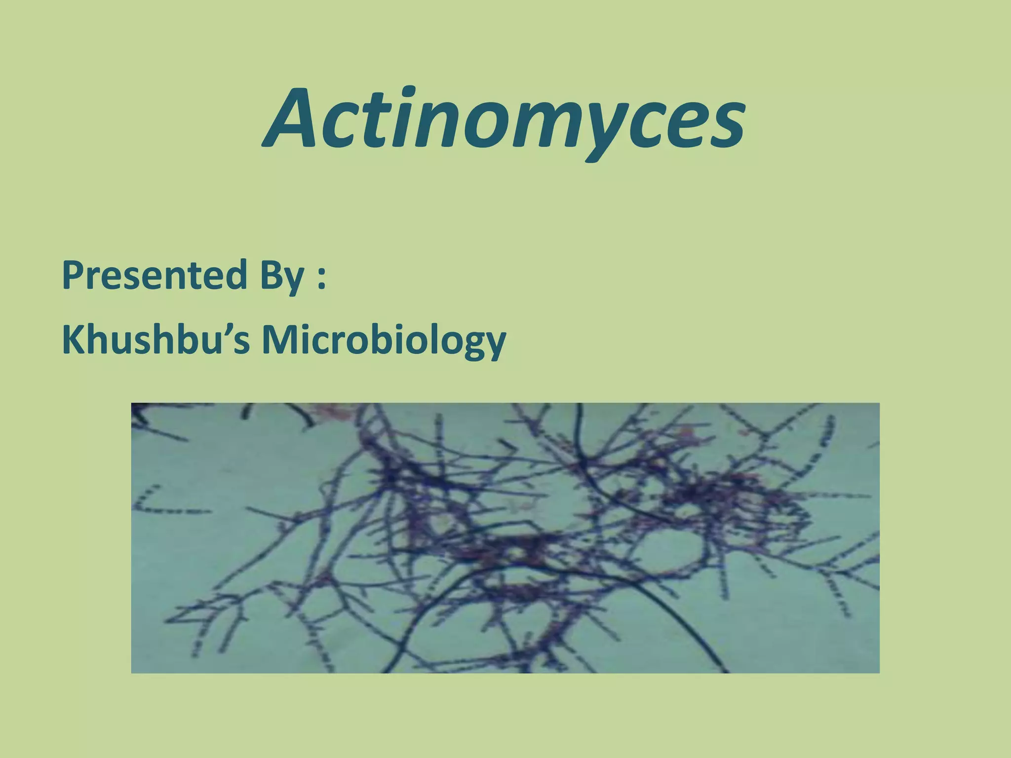 Actinomyces | PPTX