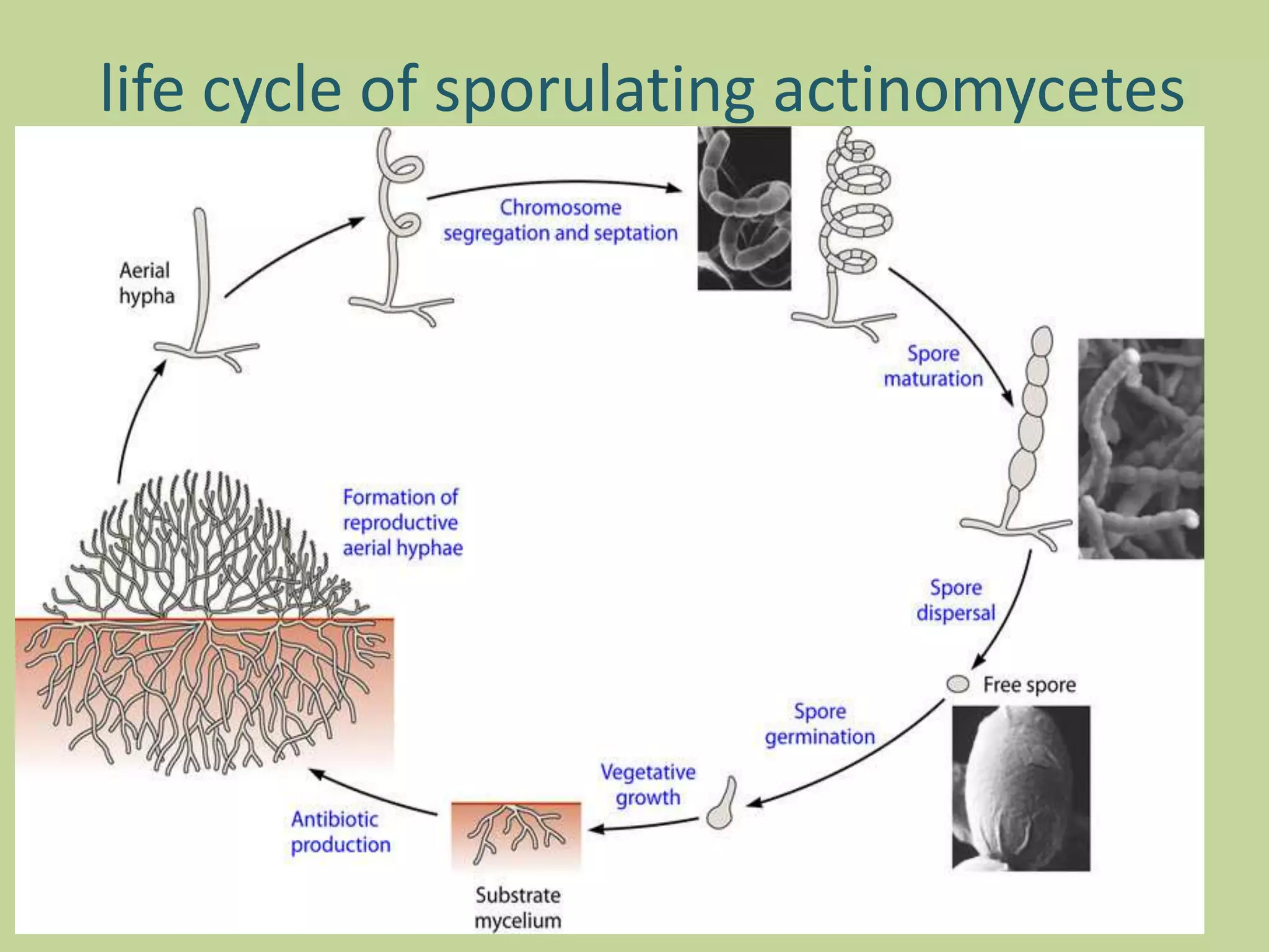Actinomyces | PPTX