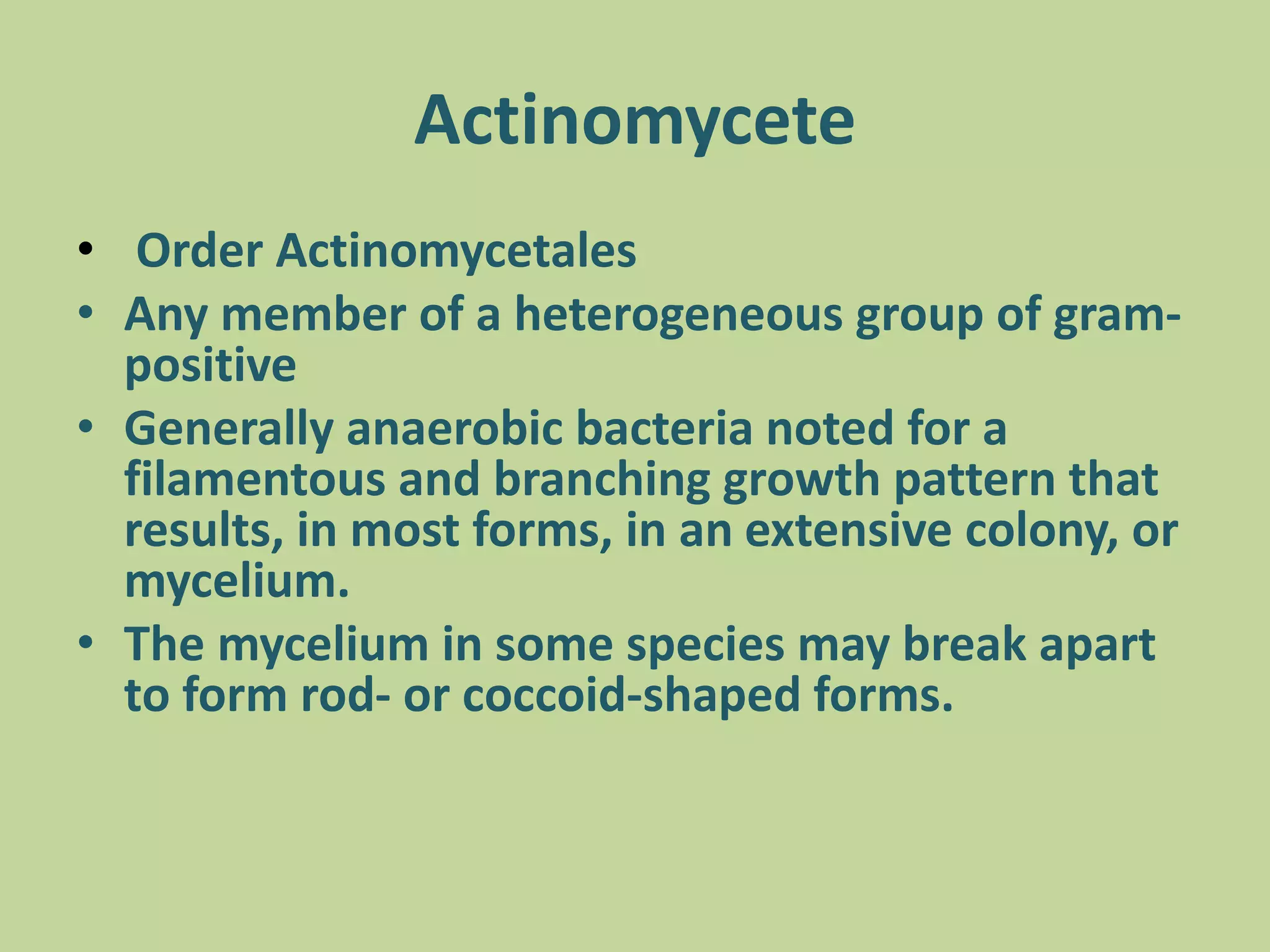Actinomyces | PPTX