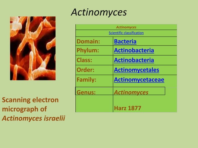 Actinomyces | PPTX | Biological Sciences | Science