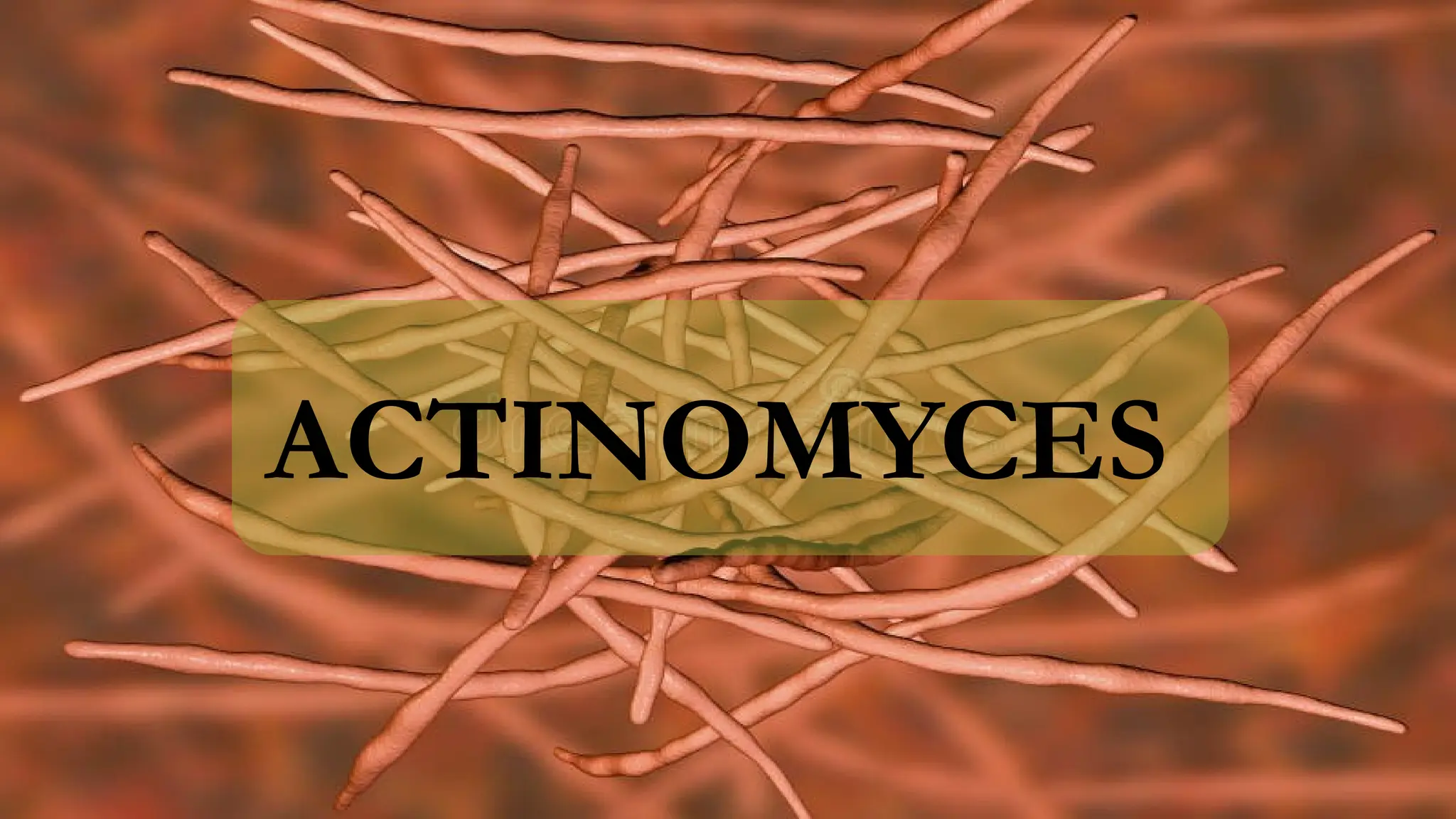 Actinomyces For Bachelor Of Dental Surgery Pptx Pptx