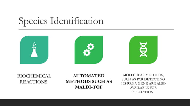 Actinomyces For Bachelor Of Dental Surgery Pptx Ppt