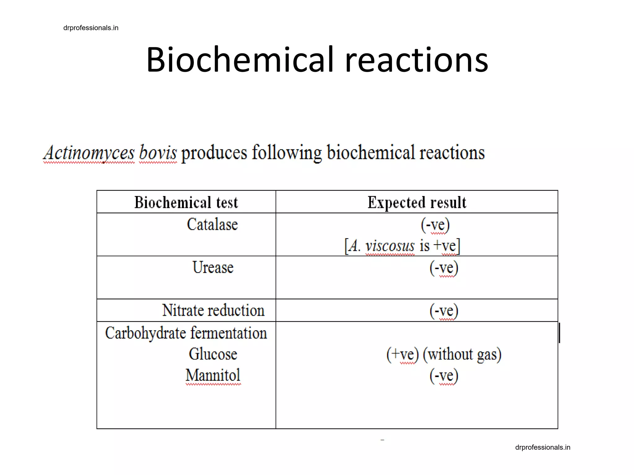 Actinomyces and Nocardia.pdf