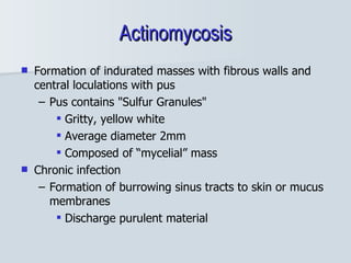 Actinomyces + nocardia | PPT