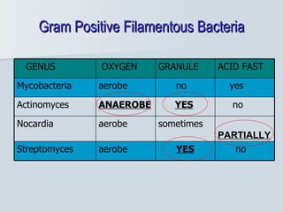 Actinomyces + nocardia | PPT