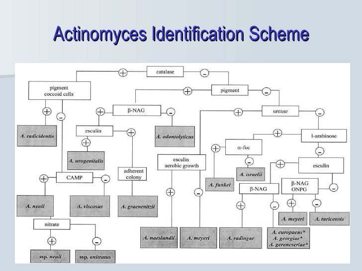Actinomyces + nocardia