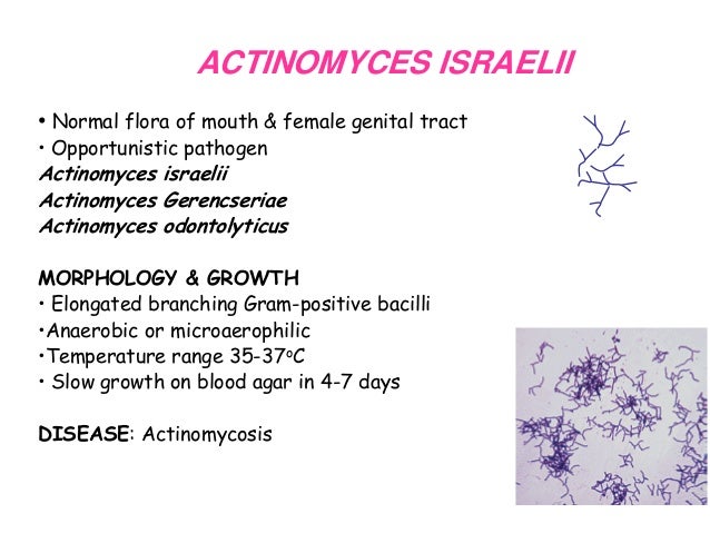 Actinomyces & nocardia