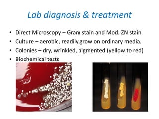 Actinomycetes | PPTX