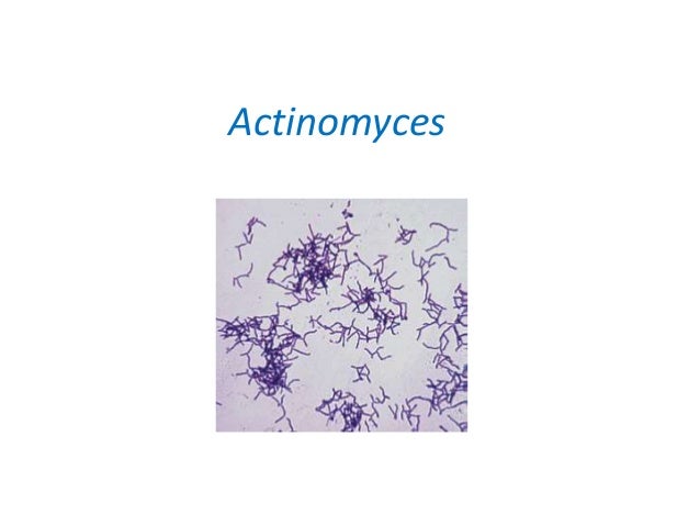 Actinomycetes