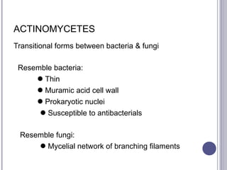 Actinomycetes | PPT