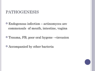 Actinomycetes | PPT