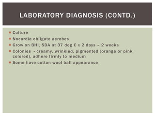 Actinomycetes | PPTX