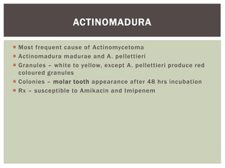 Actinomycetes | PPTX
