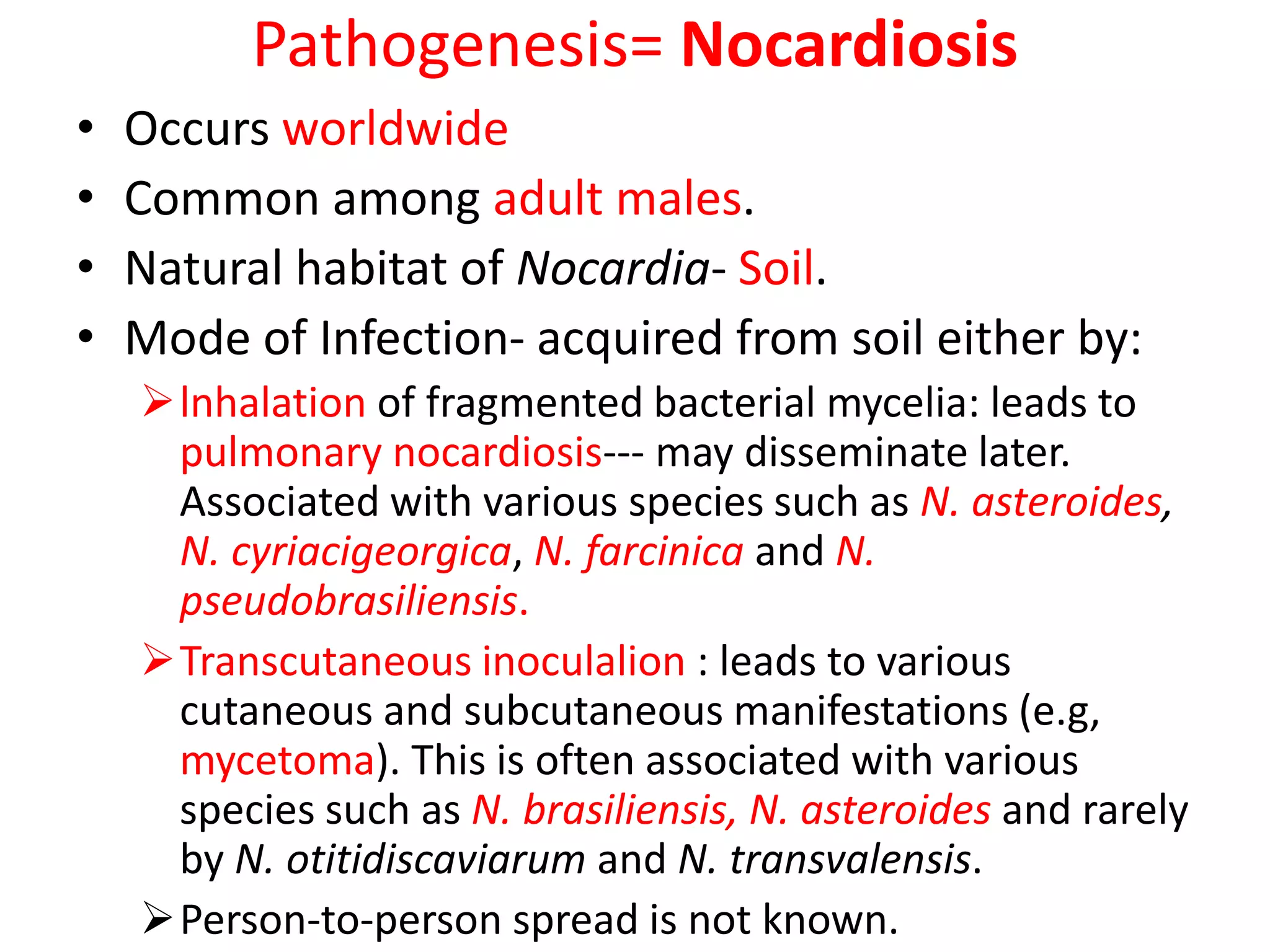 Actinomycetes | PPTX