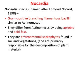 Actinomycetes | PPTX