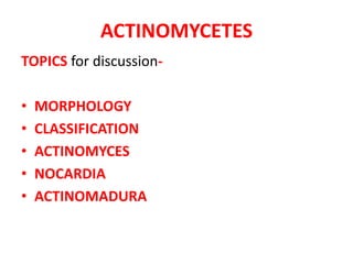Actinomycetes | PPTX