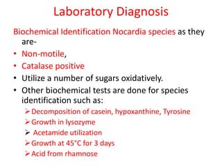 Actinomycetes | PPTX