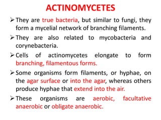Actinomycetes | PPTX