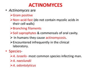 Actinomycetes | PPTX