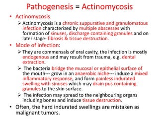 Actinomycetes | PPTX