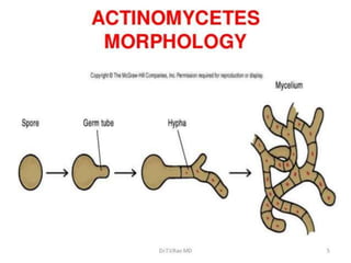 Actinomycetes | PPTX