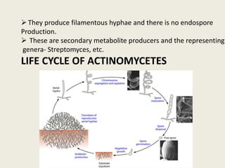 Actinomycetes | PPTX