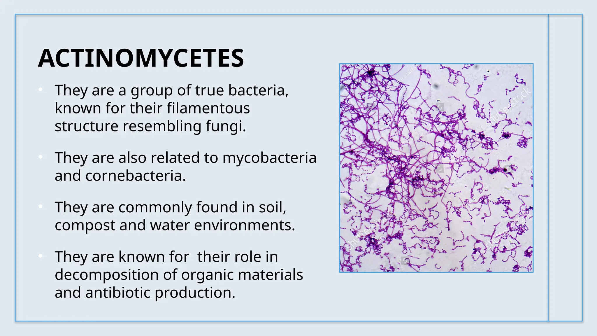 GENERAL PROPERTIES OF ACTINOMYCETES.pptx