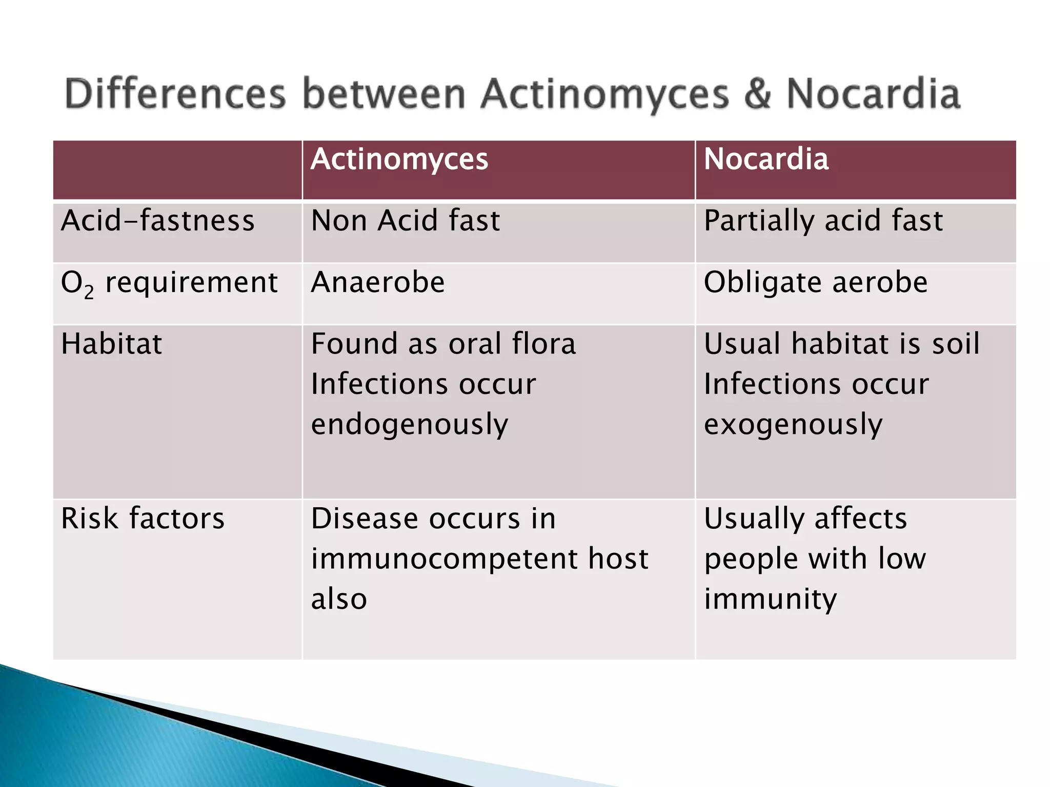 Actinomycetes and Nocardia | PPTX
