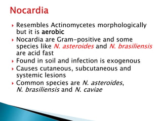 Actinomycetes and Nocardia | PPTX