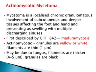 Actinomycetes and Nocardia | PPTX