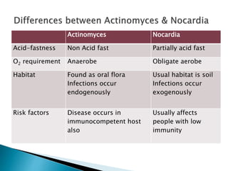 Actinomycetes and Nocardia | PPTX