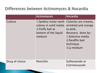 Actinomycetes and Nocardia | PPTX