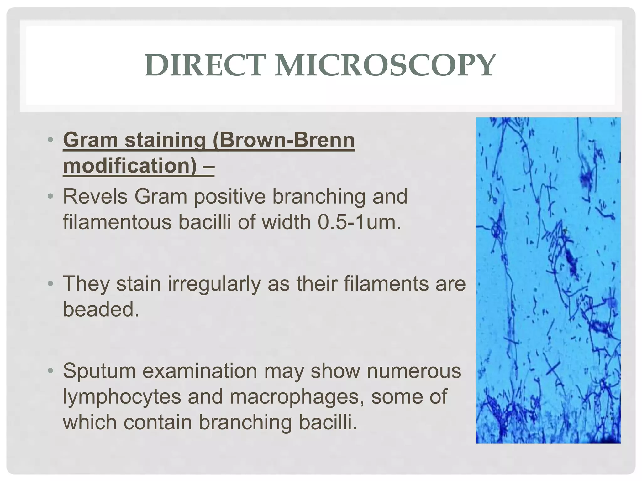 Actinomycetes and Nocardia | PPTX