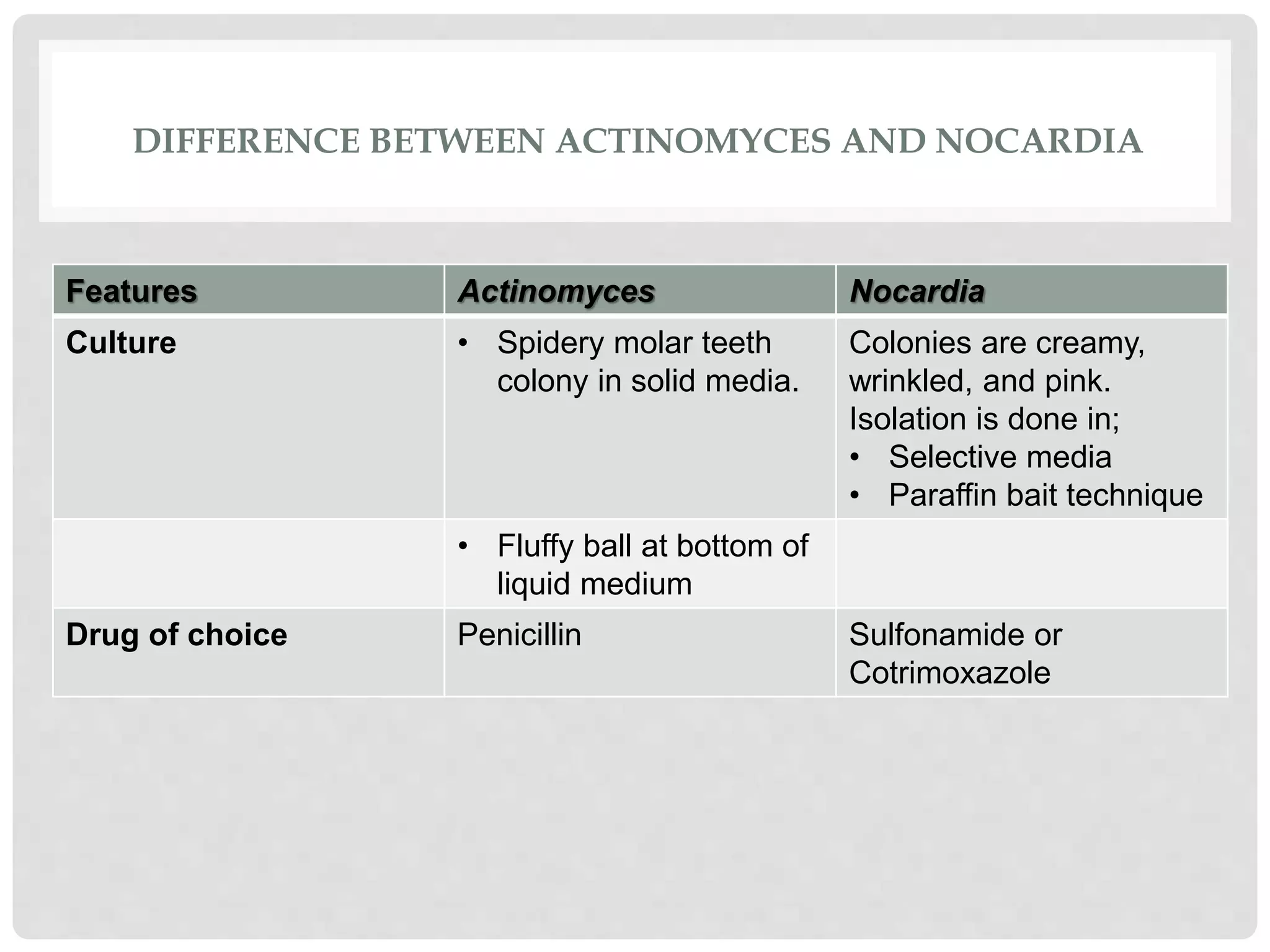 Actinomycetes and Nocardia | PPTX