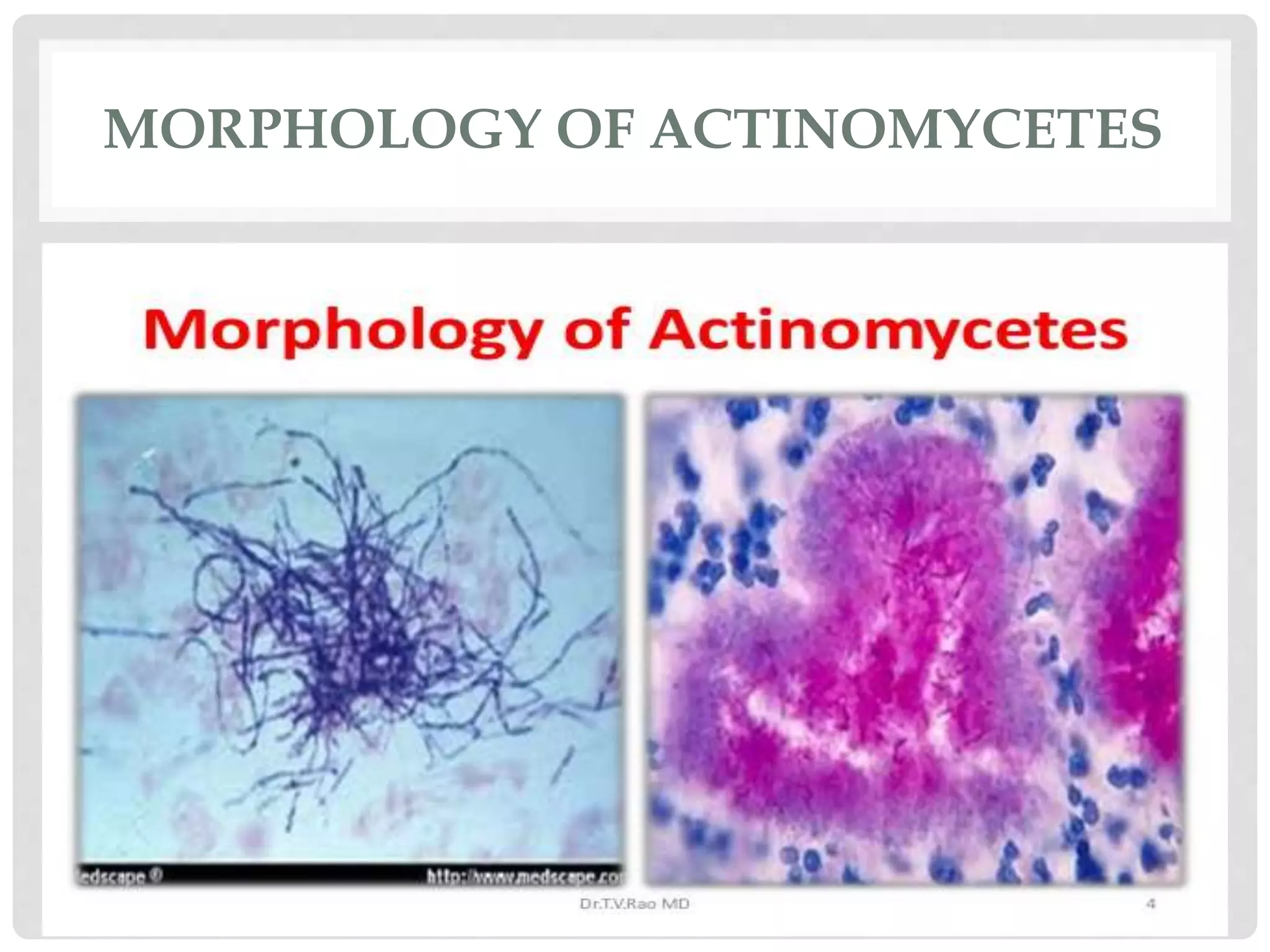 Actinomycetes and Nocardia | PPTX