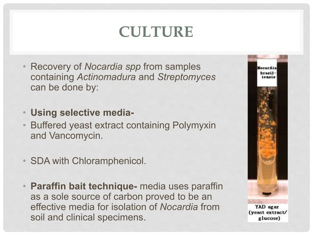 Actinomycetes and Nocardia | PPTX