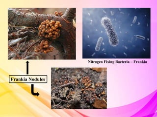 Actinomycetes | PPTX