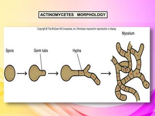 Actinomycetes | PPTX