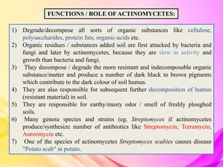 Actinomycetes | PPTX