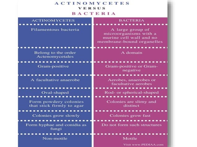 actinomycetes bacteria lecture / teaching notes | PPT