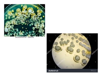 actinomycetes bacteria lecture / teaching notes | PPTX