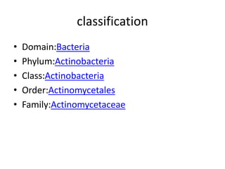 actinomycetes bacteria lecture / teaching notes | PPTX