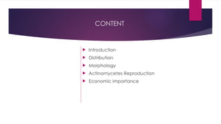 actinomycetes Reproduction & Economic Importance.pptx