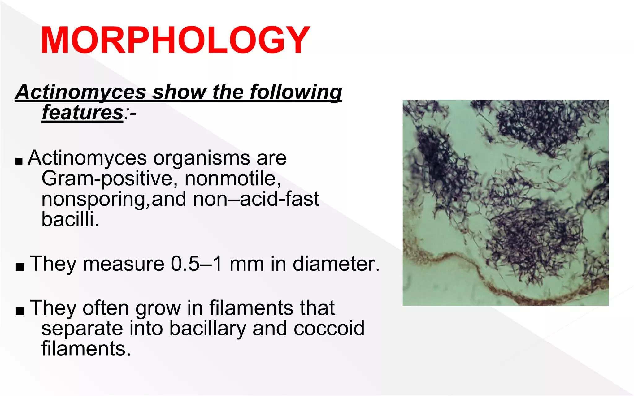 Actinomycosis | PDF